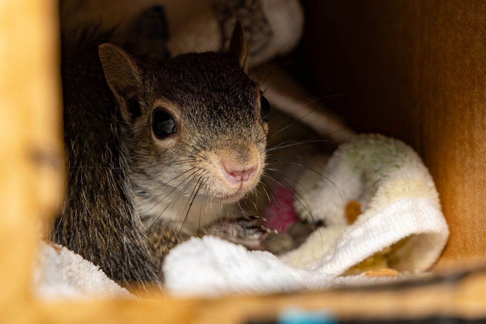 Wild Heart Ranch – State and Federally Licensed for Wildlife ...